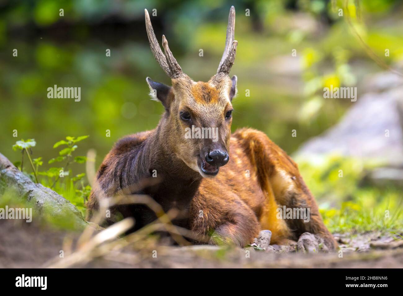 Visayan spotted deer, Rusa alfredi Stock Photo - Alamy