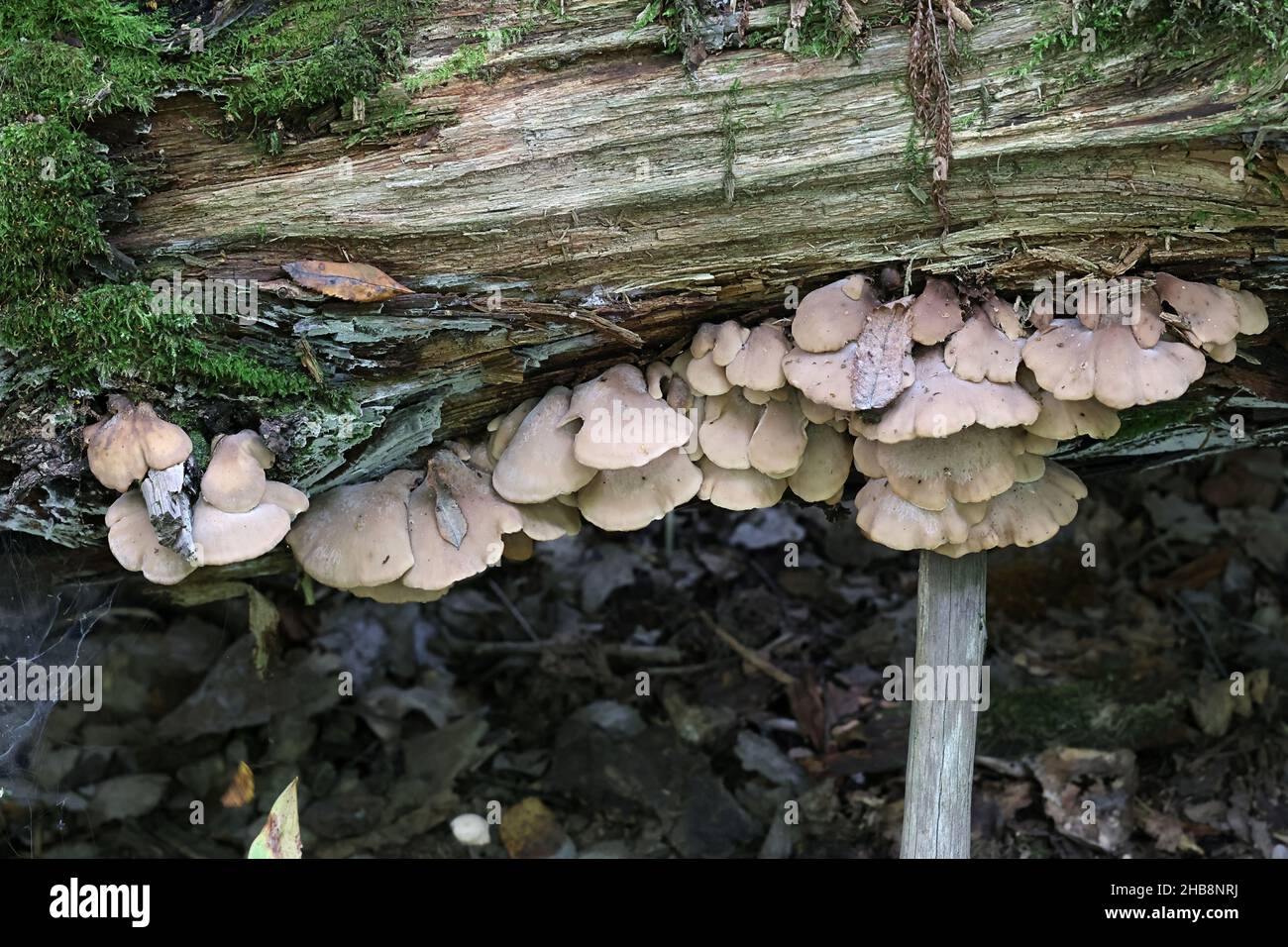 Lentinellus ursinus, commonly called the Bear Lentinus, wild mushroom ...