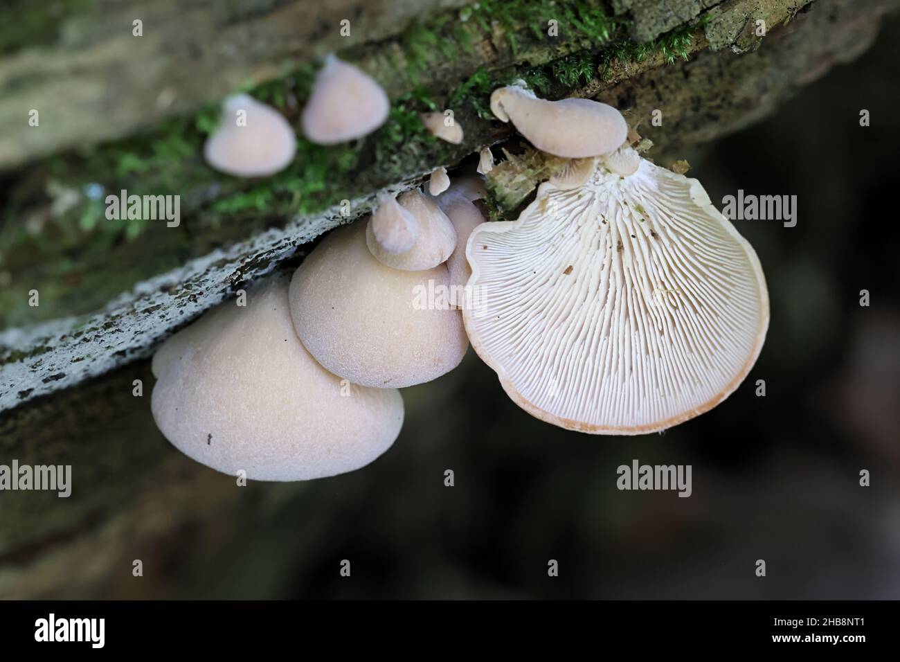 Lentinellus ursinus, commonly called the Bear Lentinus, wild mushroom ...