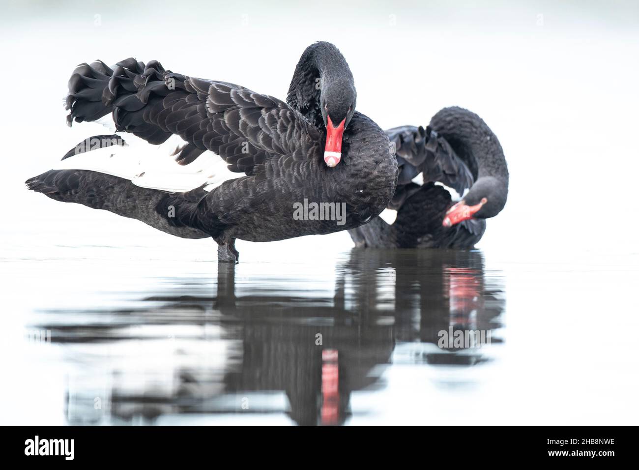 Black swan, Cygnus atratus, posing and preening, swimming on the water ...
