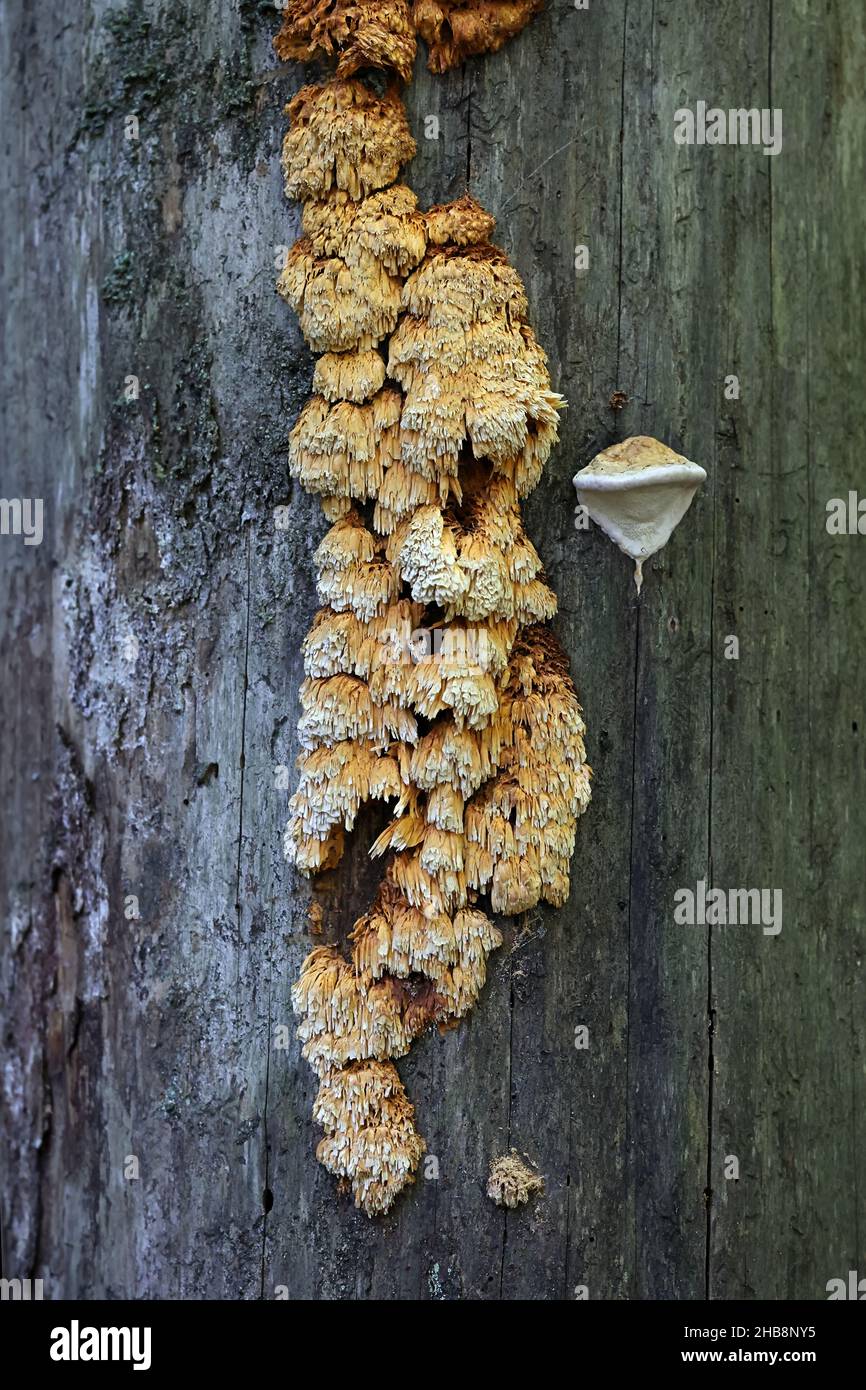 Pycnoporellus alboluteus, commonly known as the orange sponge polypore ...