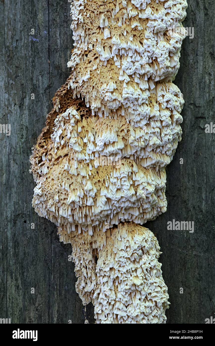 Pycnoporellus alboluteus, commonly known as the orange sponge polypore ...