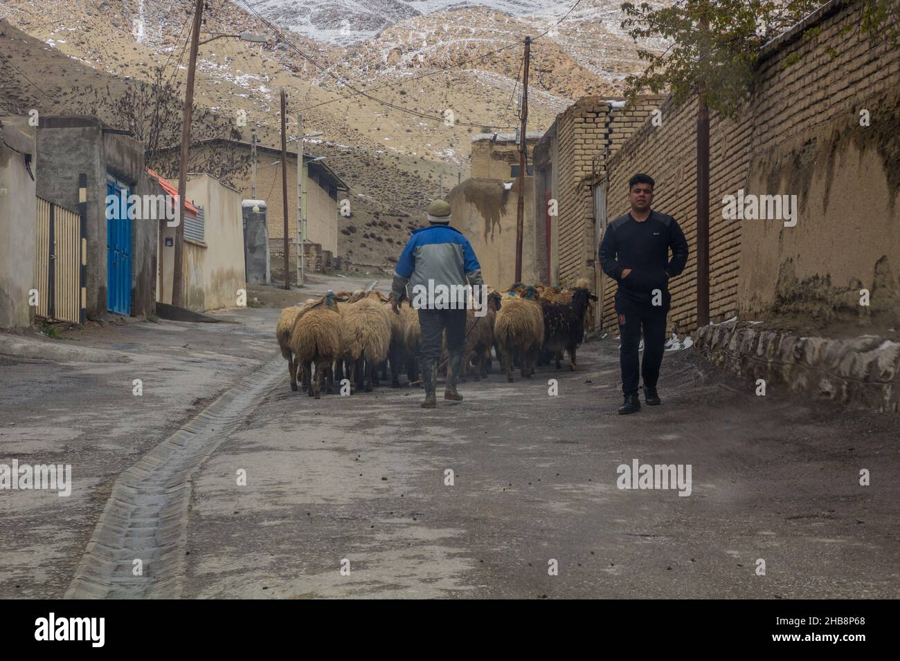 Sheep iran hi-res stock photography and images - Alamy