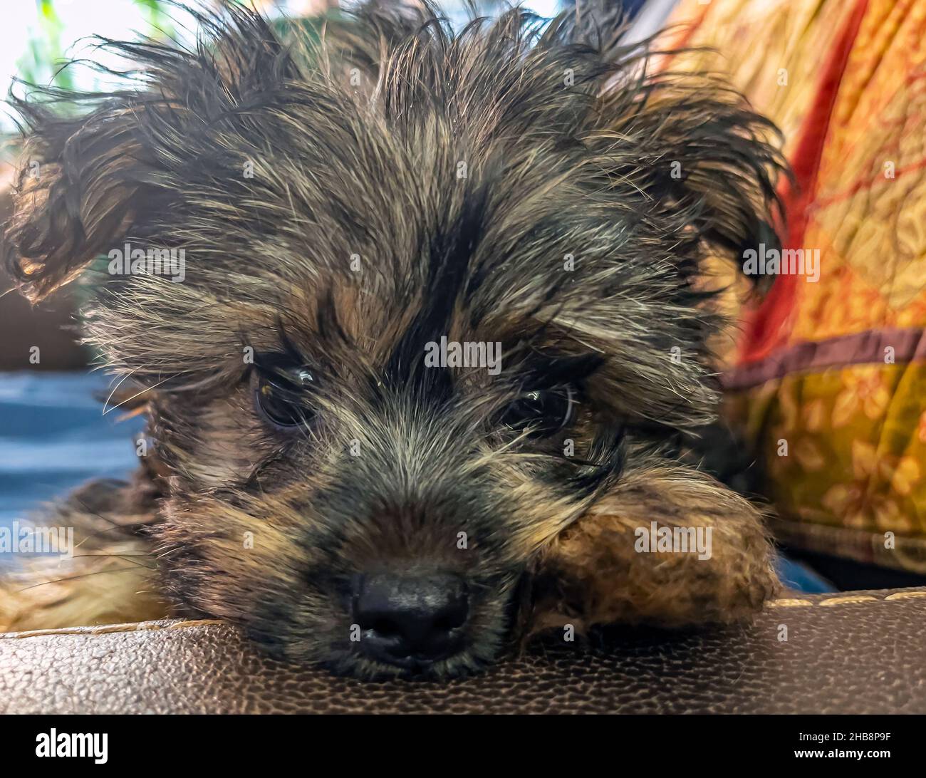 Yorkshire Terrier ,often shortened as Yorkie, is one of the smallest ...
