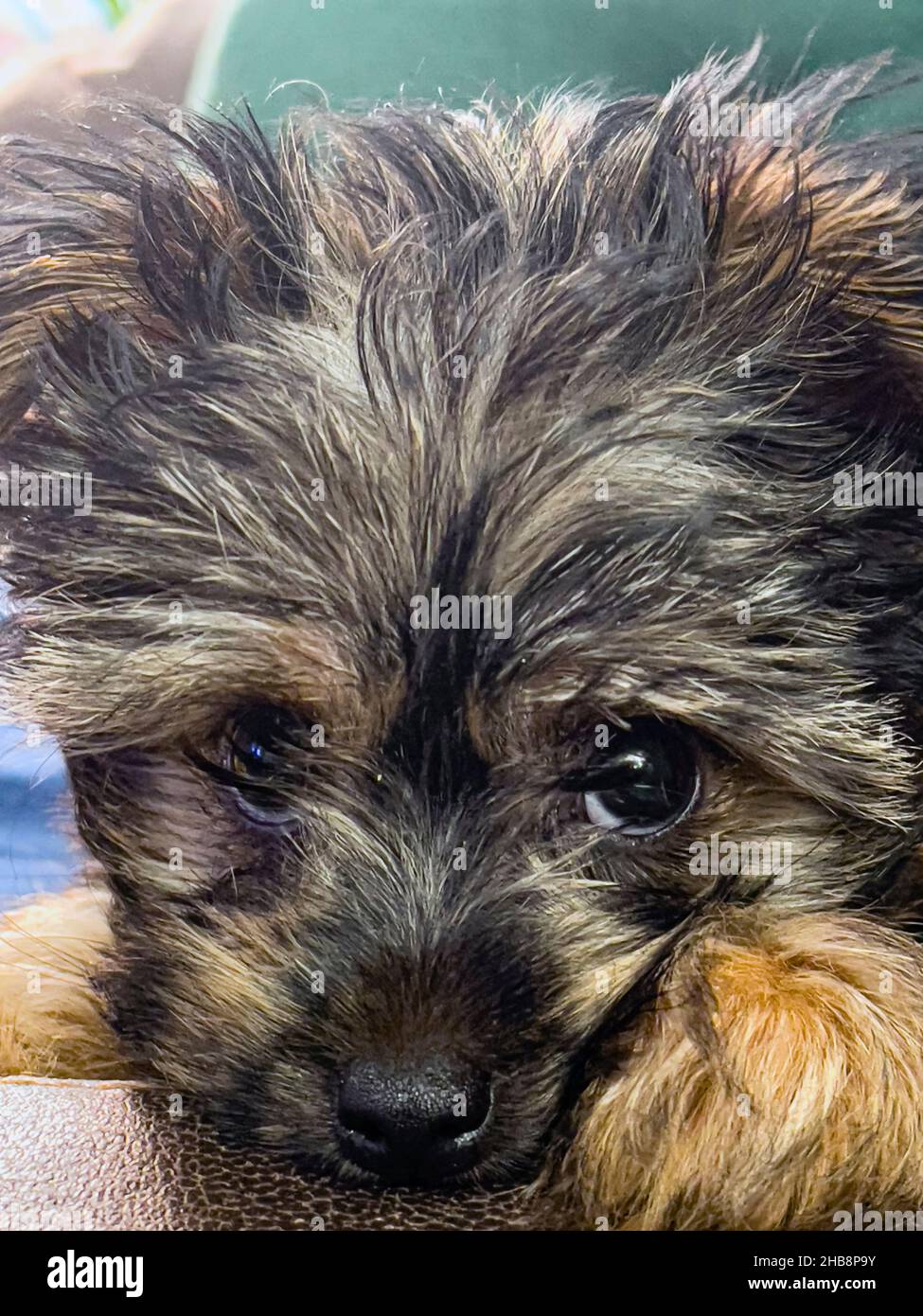 Yorkshire Terrier ,often shortened as Yorkie, is one of the smallest ...
