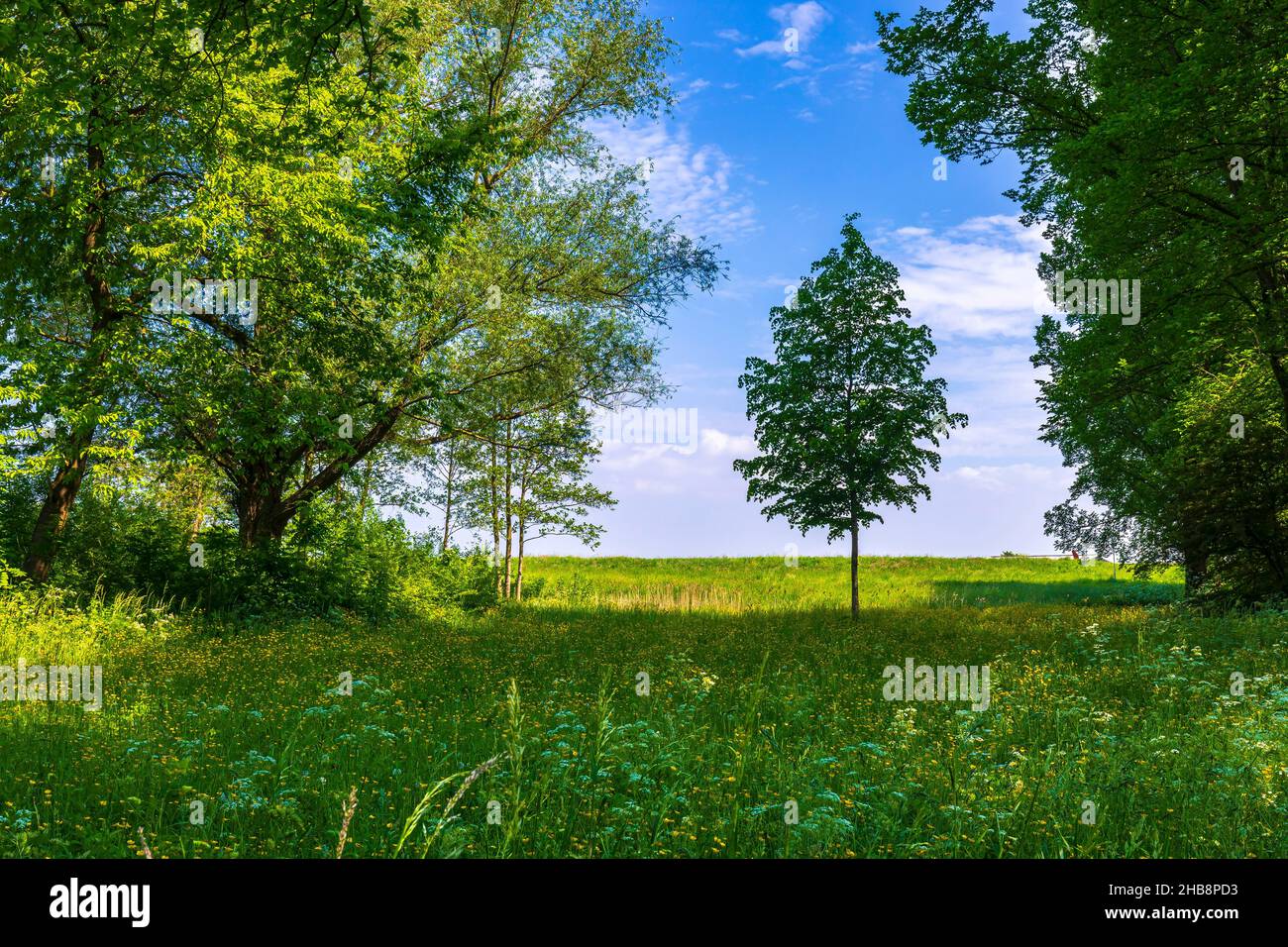 Beautiful yellow colored fields under a blue sky in Summer season ...
