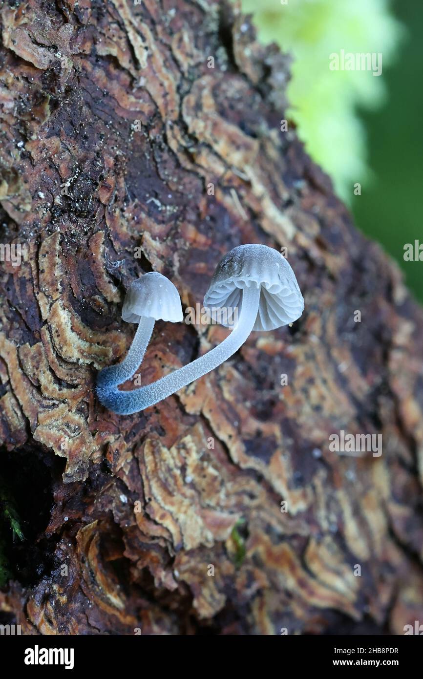 Mycena cyanorrhiza, known as blue-footed mycena, wild mushroom from ...
