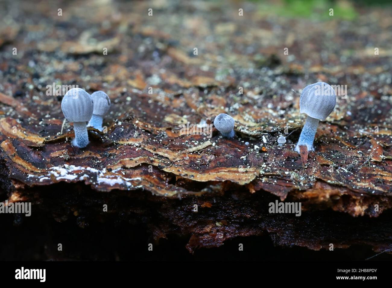 Mycena cyanorrhiza, known as blue-footed mycena, wild mushroom from ...