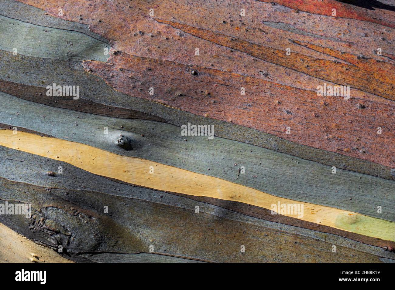 Striped tree hi-res stock photography and images - Alamy