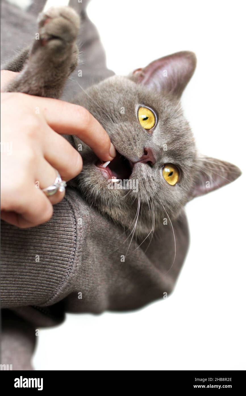 Cute beautiful cat in the hands. Purebred cat Stock Photo - Alamy