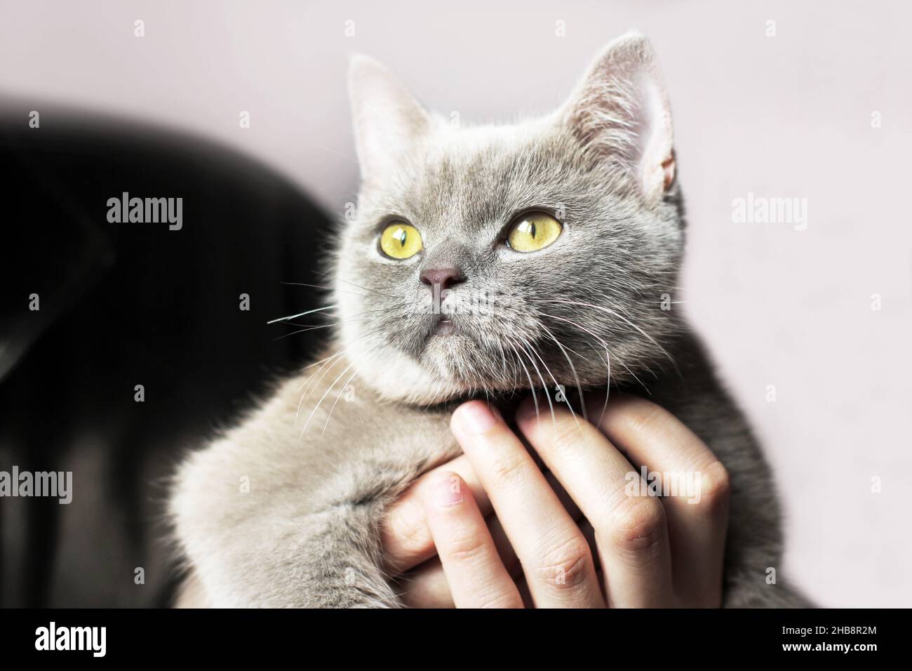 Cute beautiful cat in the hands. Purebred cat Stock Photo - Alamy