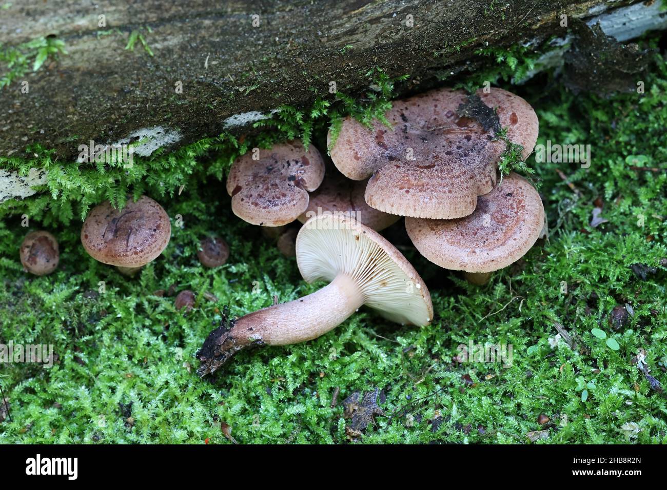 Lactarius quietus, commonly known as the oak milkcap, oakbug milkcap or ... Lactarius quietus, commonly known as the oak milkcap, oakbug milkcap or ...
