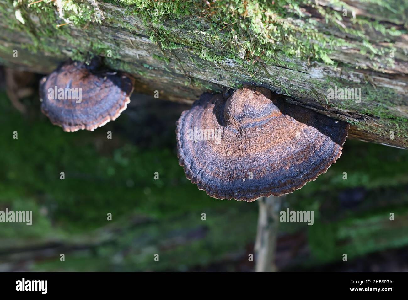 Ischnoderma benzoinum, known as Benzoin bracket fungus, wild polypore ...