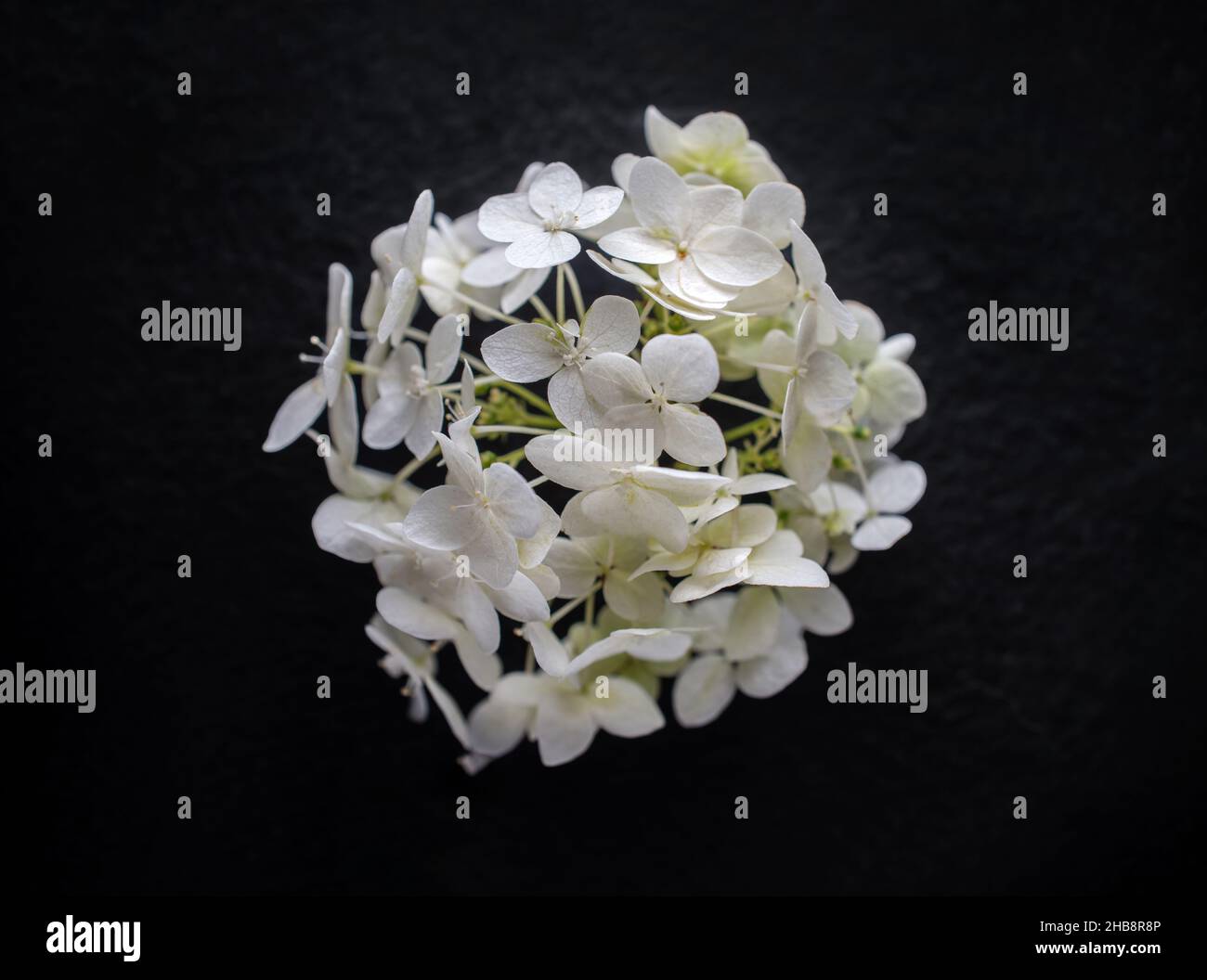Top view of a flower on a black background. Photo from above Stock ...