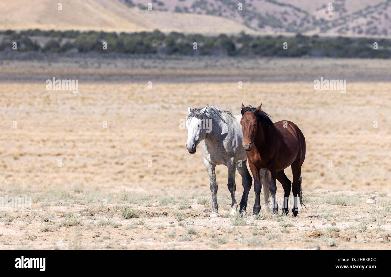 Wild Horses in the Utah Desert Stock Photo - Alamy