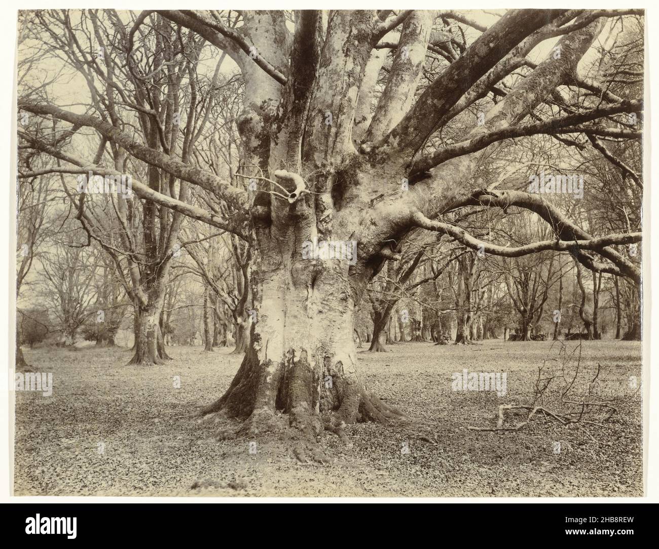 Tree study, anonymous, Great Britain, (possibly), 1855 - 1900, paper ...
