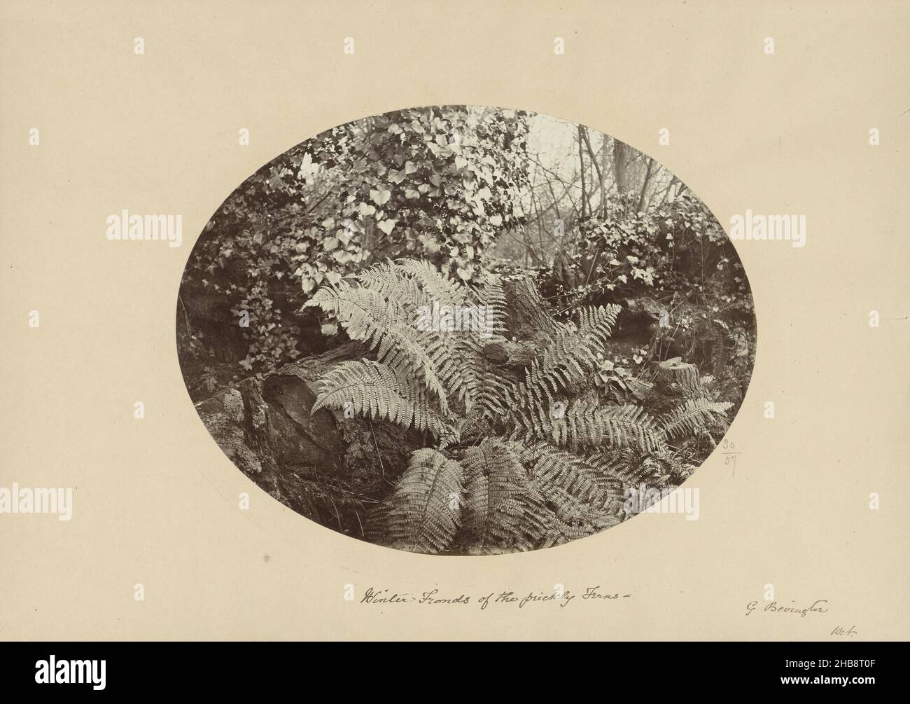 Ivy and ferns forest winter hi-res stock photography and images - Alamy