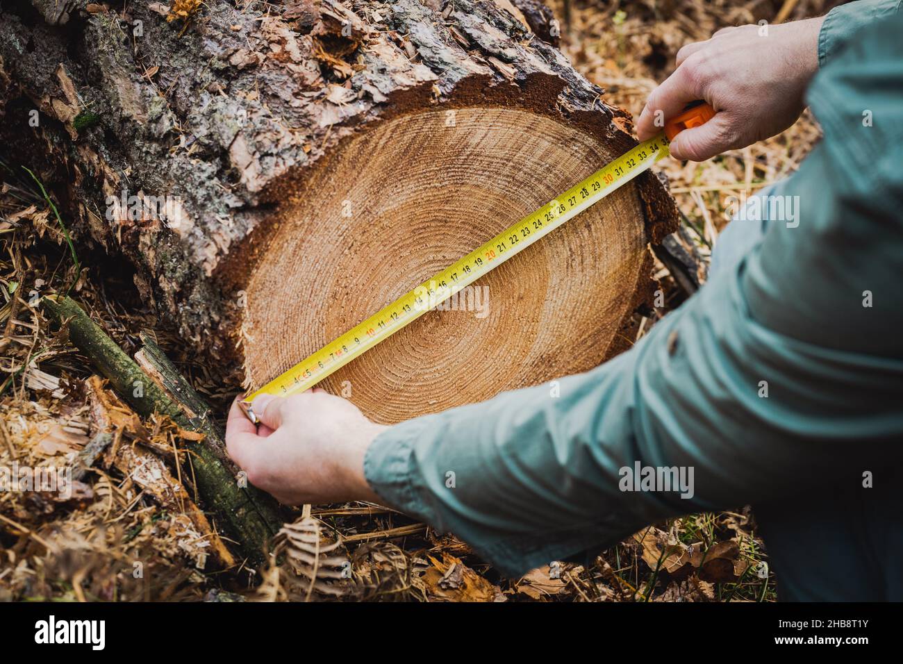 Measuring a felled tree in the forest. The concept of deforestation ...
