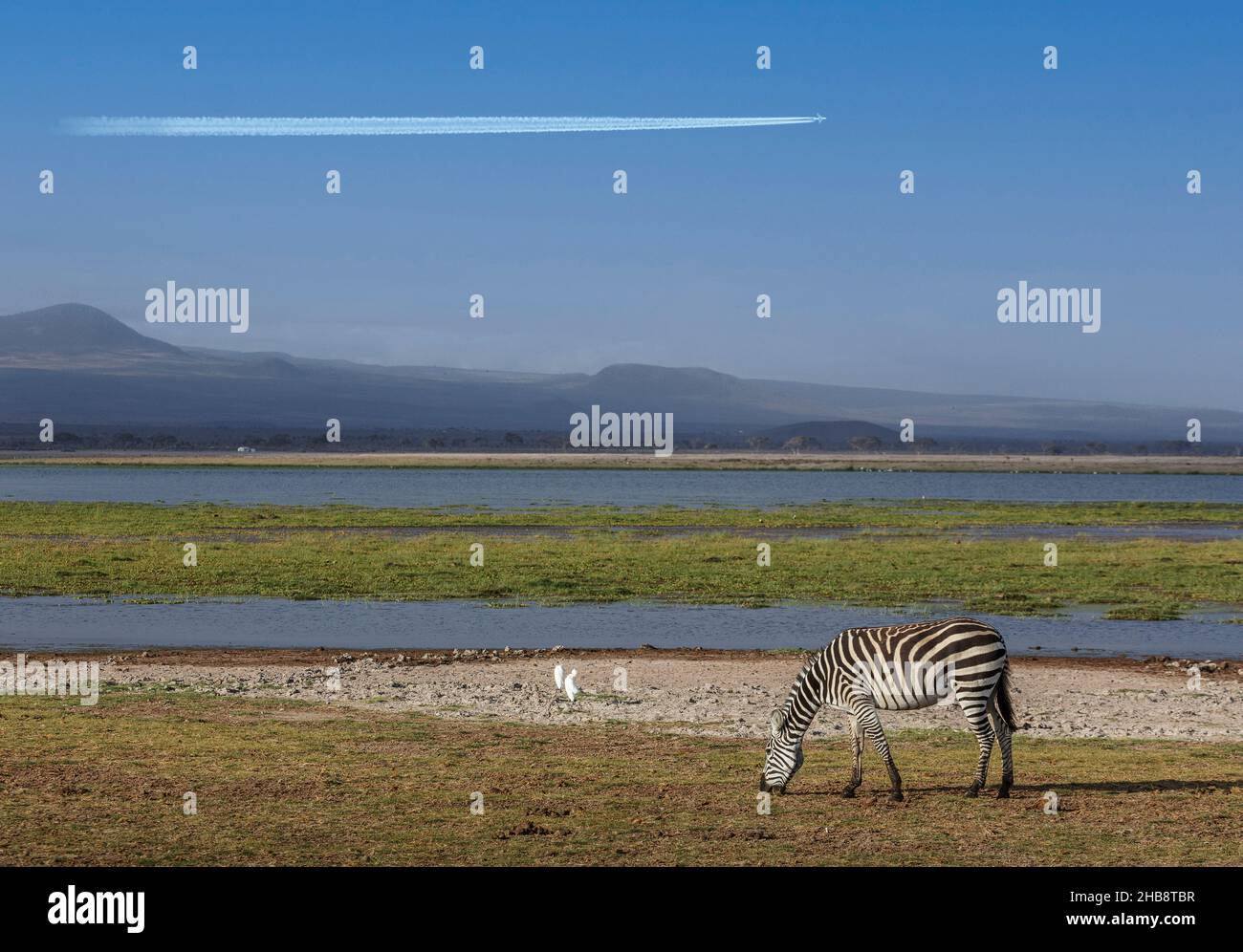 Africa, Kenya, Amboseli National Park, Zebra grazing by pond Stock ...