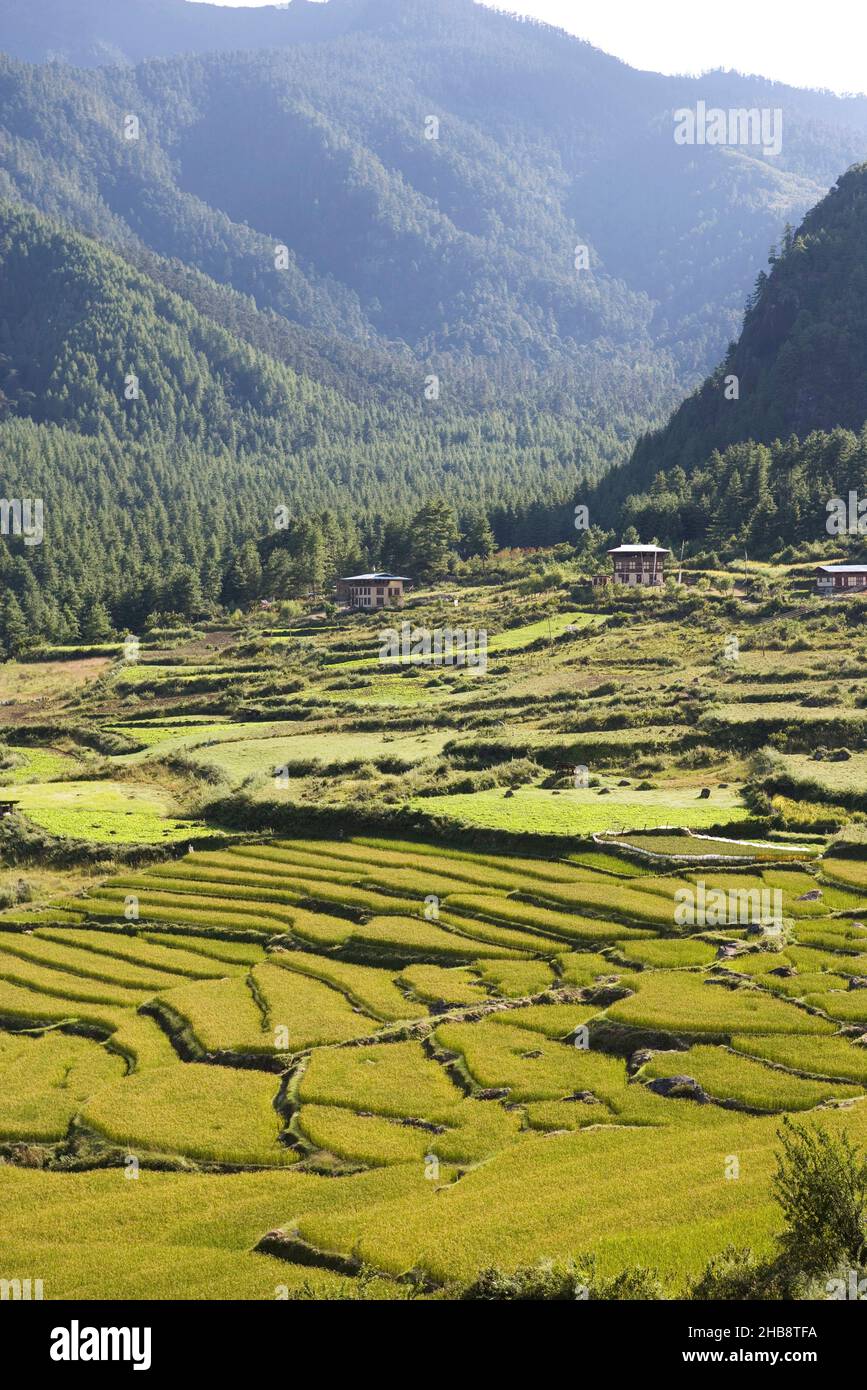 Bhutan, Paro, Rice fields in valley in Himalayas Stock Photo - Alamy