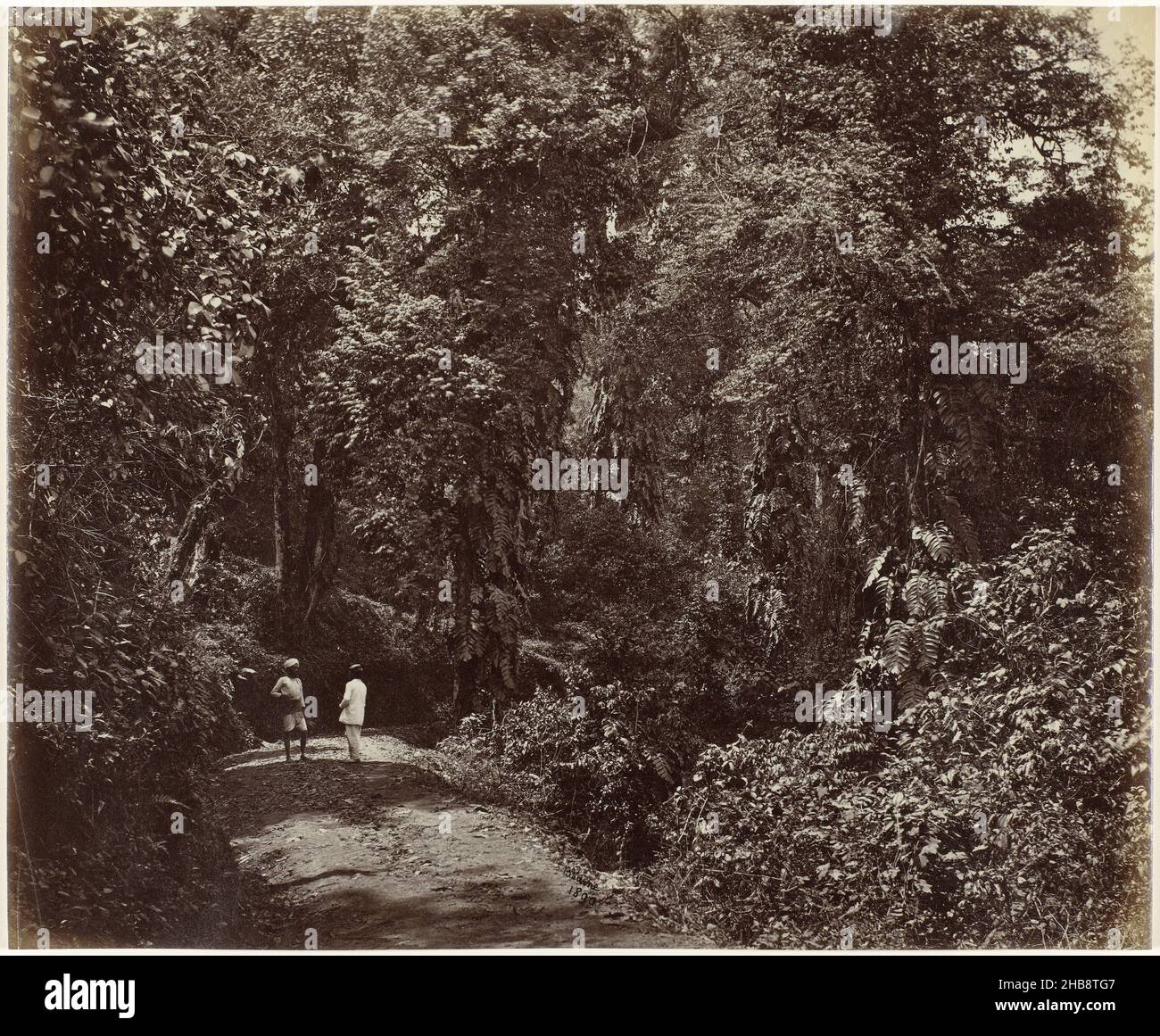 Forest path towards Tukvar, Darjiling, Darjeeling, Forest Scene near ...