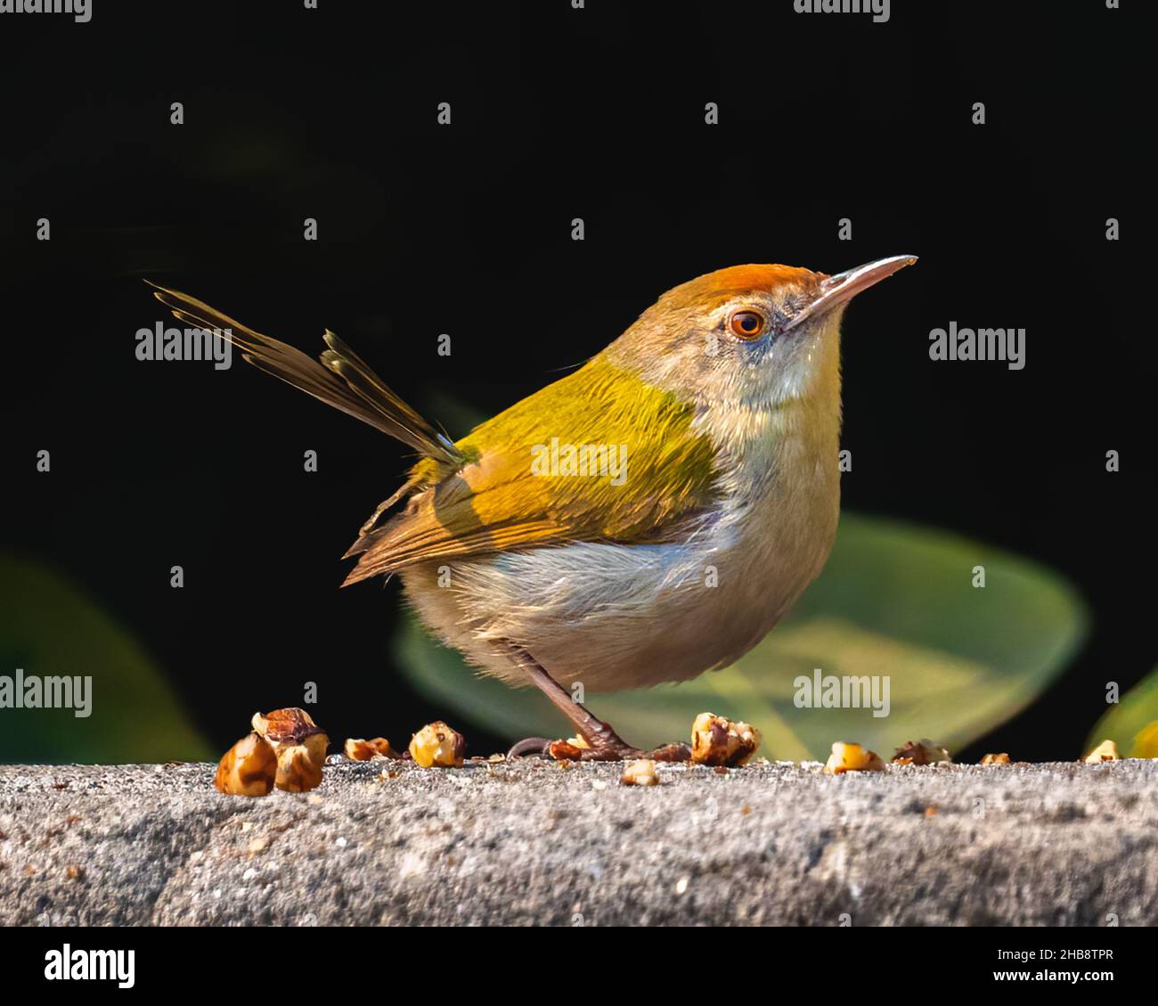 Tailor bird nest hi-res stock photography and images - Alamy