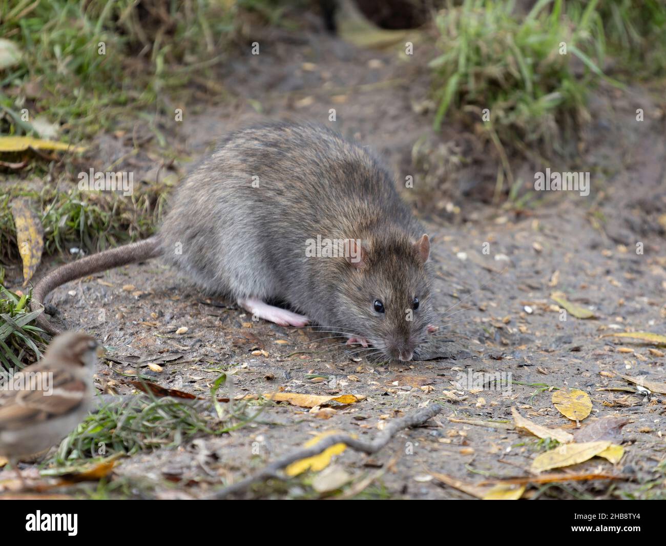 Brown rat, Rattus norvegicus, single rat on ground, Gloucestershire ...