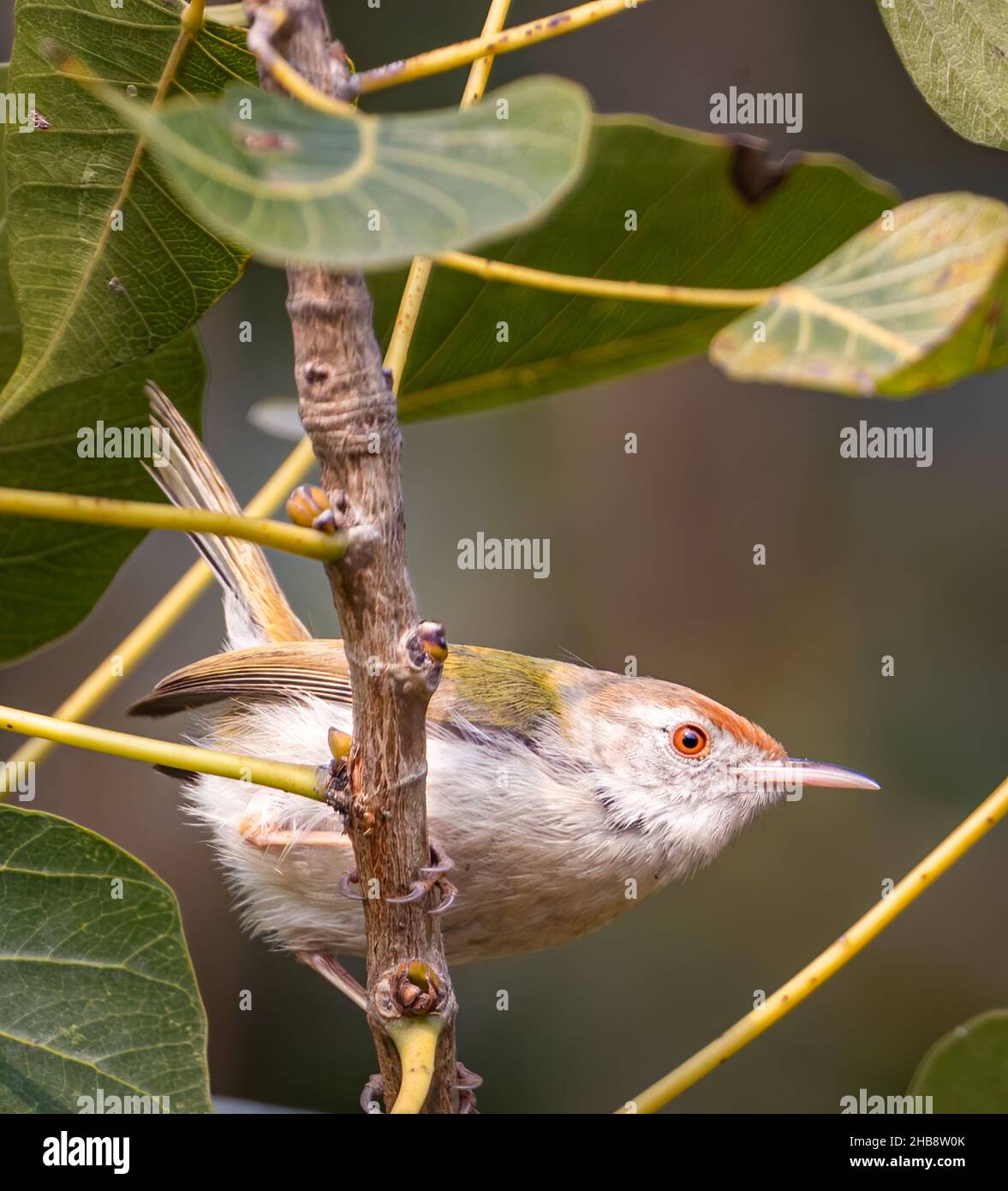 tailor bird checking the surroundings before entering its house Stock ...