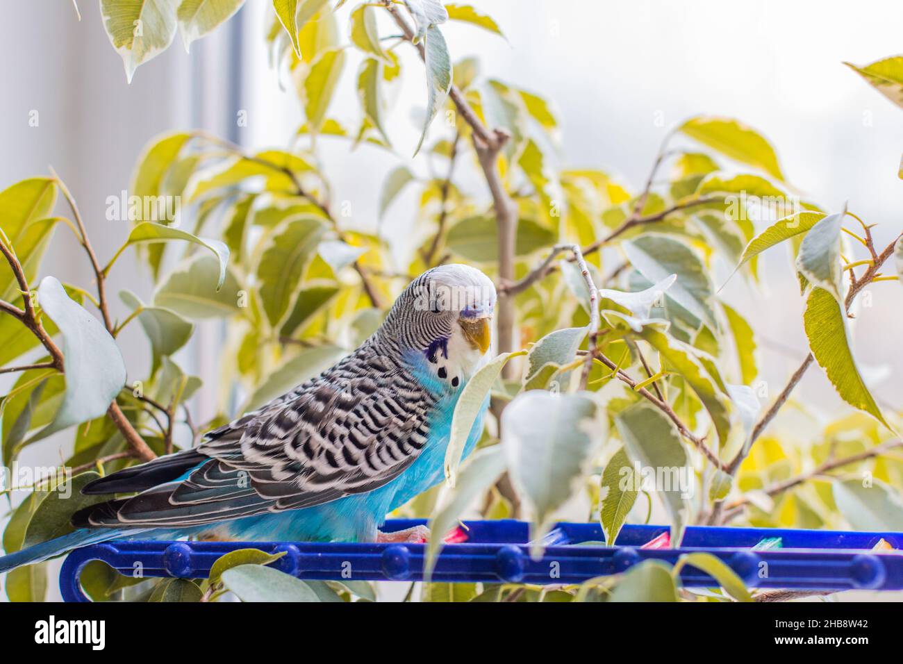 Wavy blue parrot. A beautiful parrot sits near the window. Pet ...