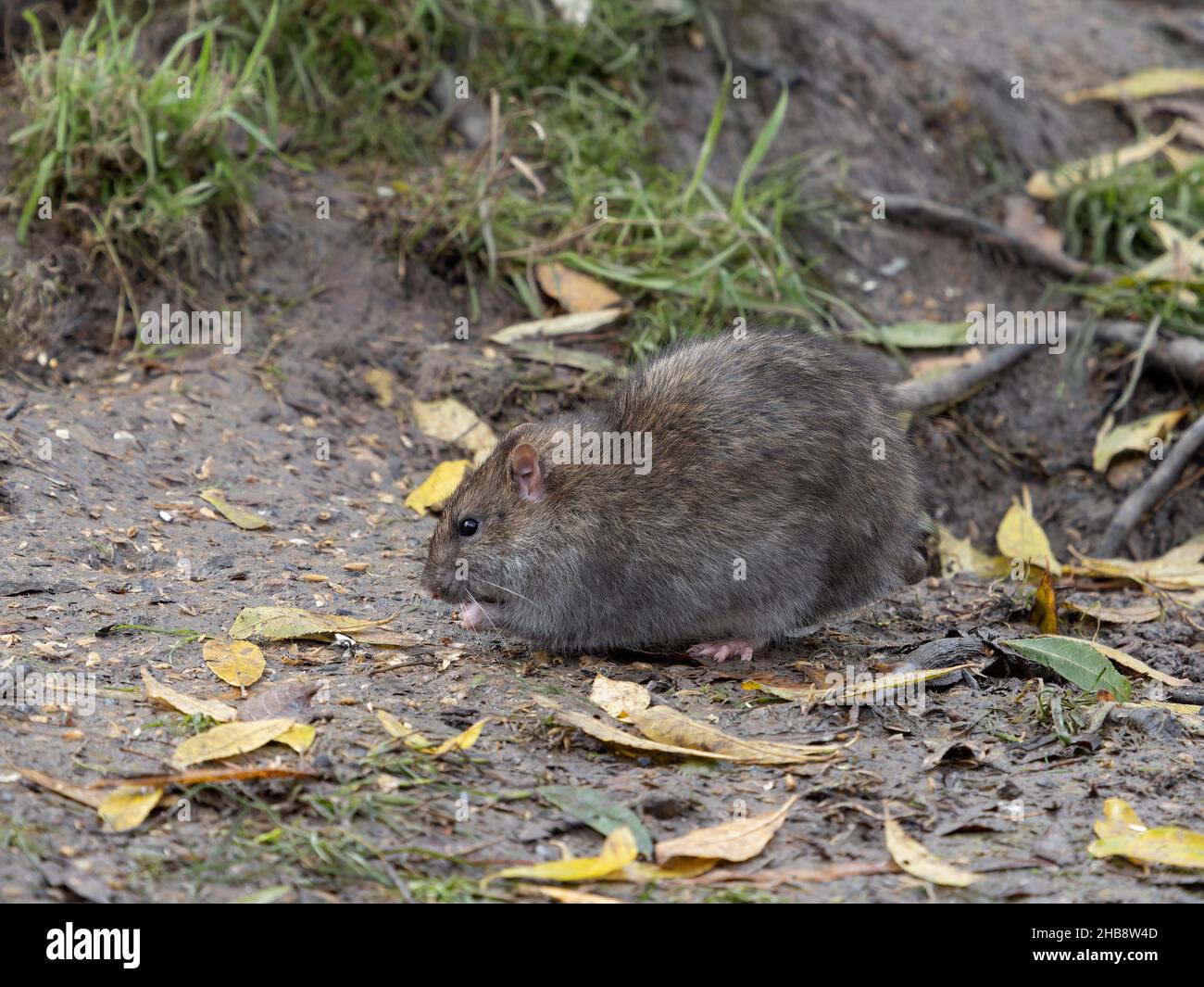 Brown rat, Rattus norvegicus, single rat on ground, Gloucestershire ...