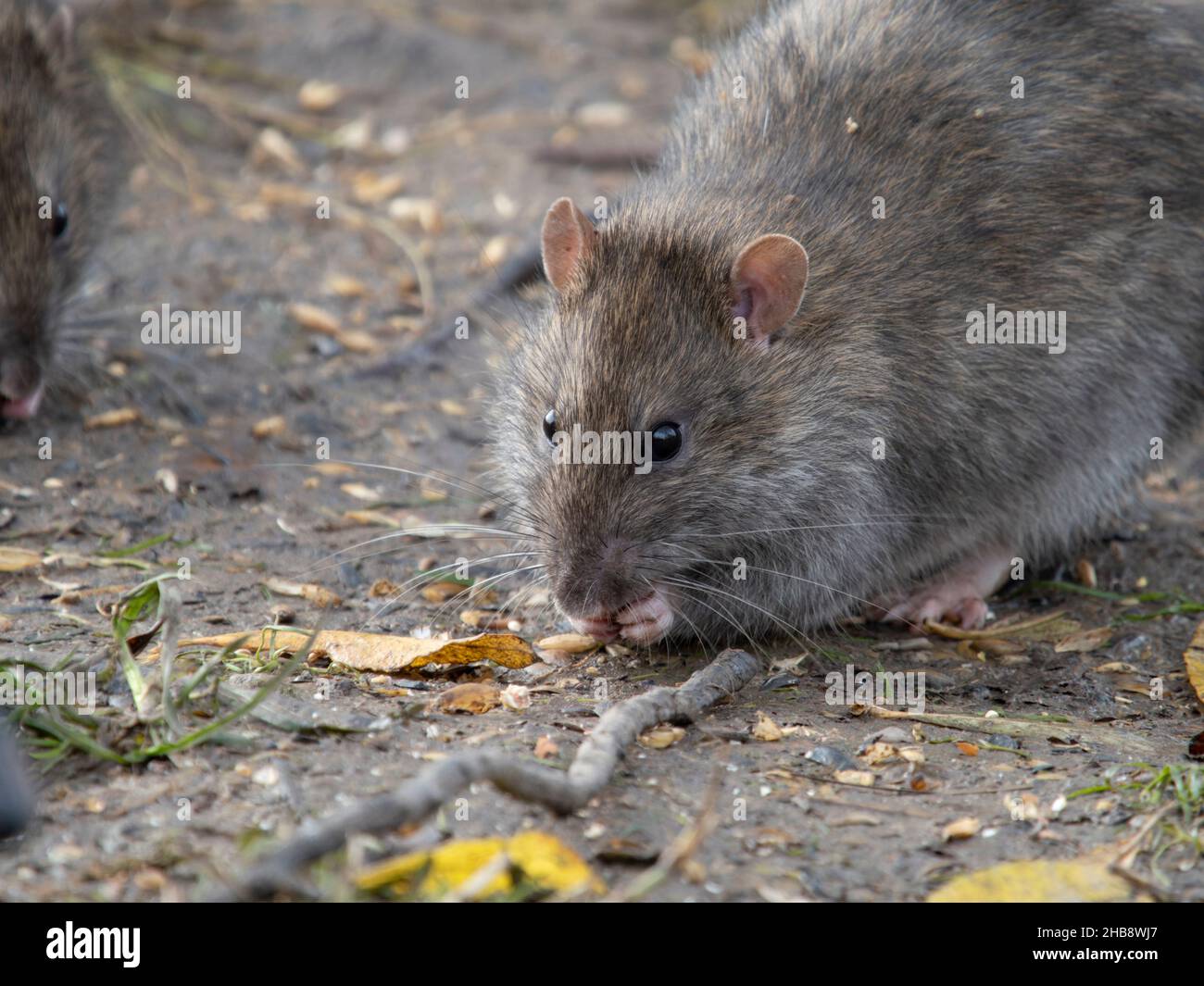 Brown rat, Rattus norvegicus, single rat on ground, Gloucestershire ...