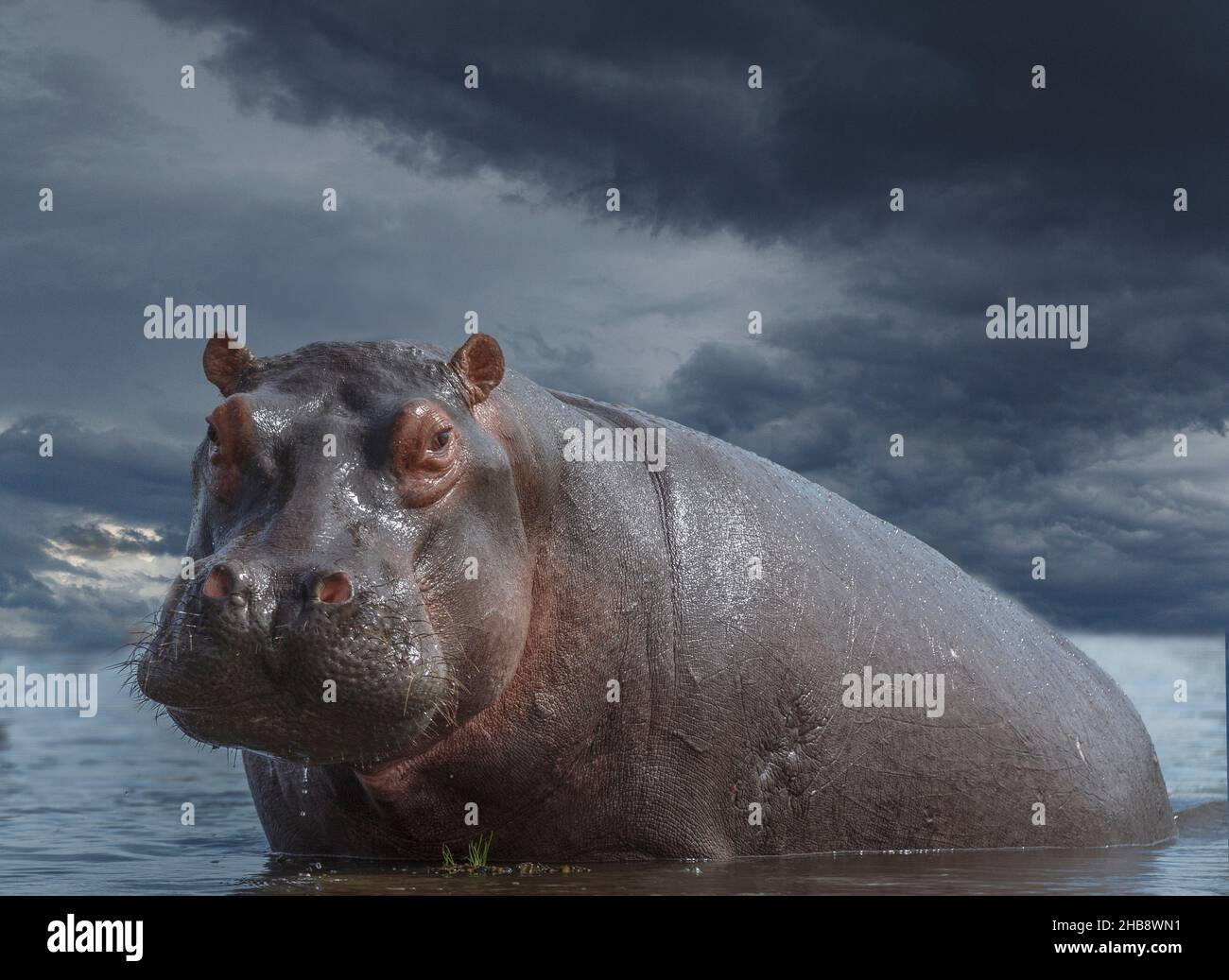 Botswana, Chobe National Park, Hippo in swamp Stock Photo - Alamy