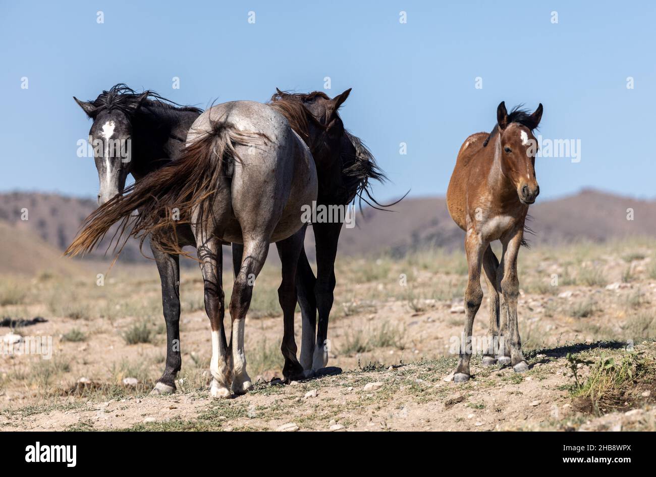 Wild Horses in the Utah Desert Stock Photo - Alamy