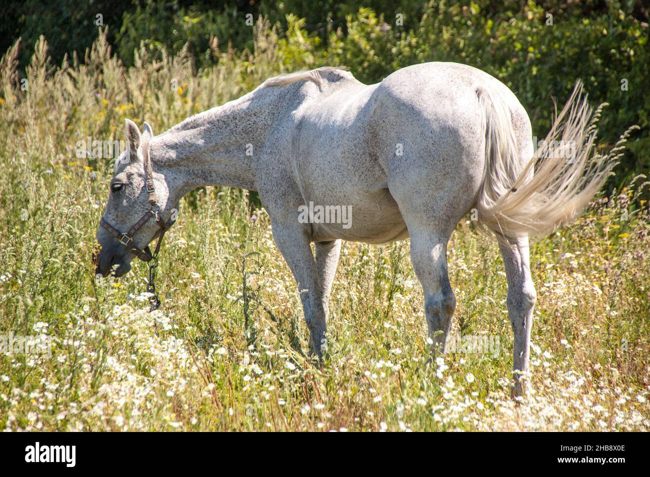 Horse gray color graze in the Meadow Stock Photo - Alamy