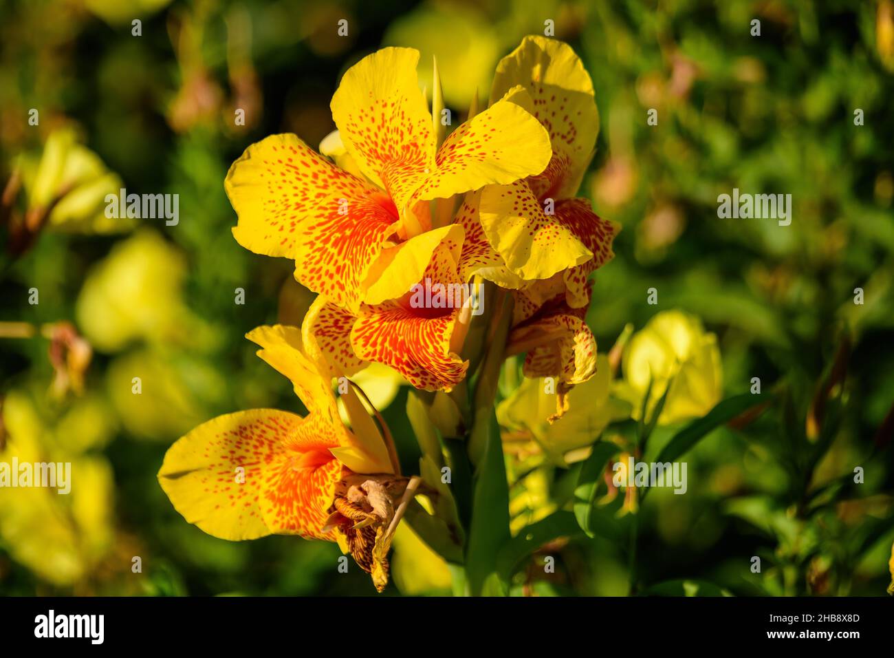 Vivid yellow and red flowers of Canna indica, commonly known as Indian ...