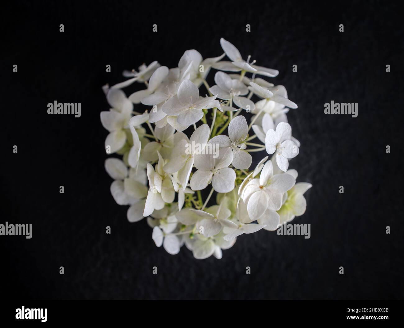 Delicate flower on a black background. On black background Stock Photo ...