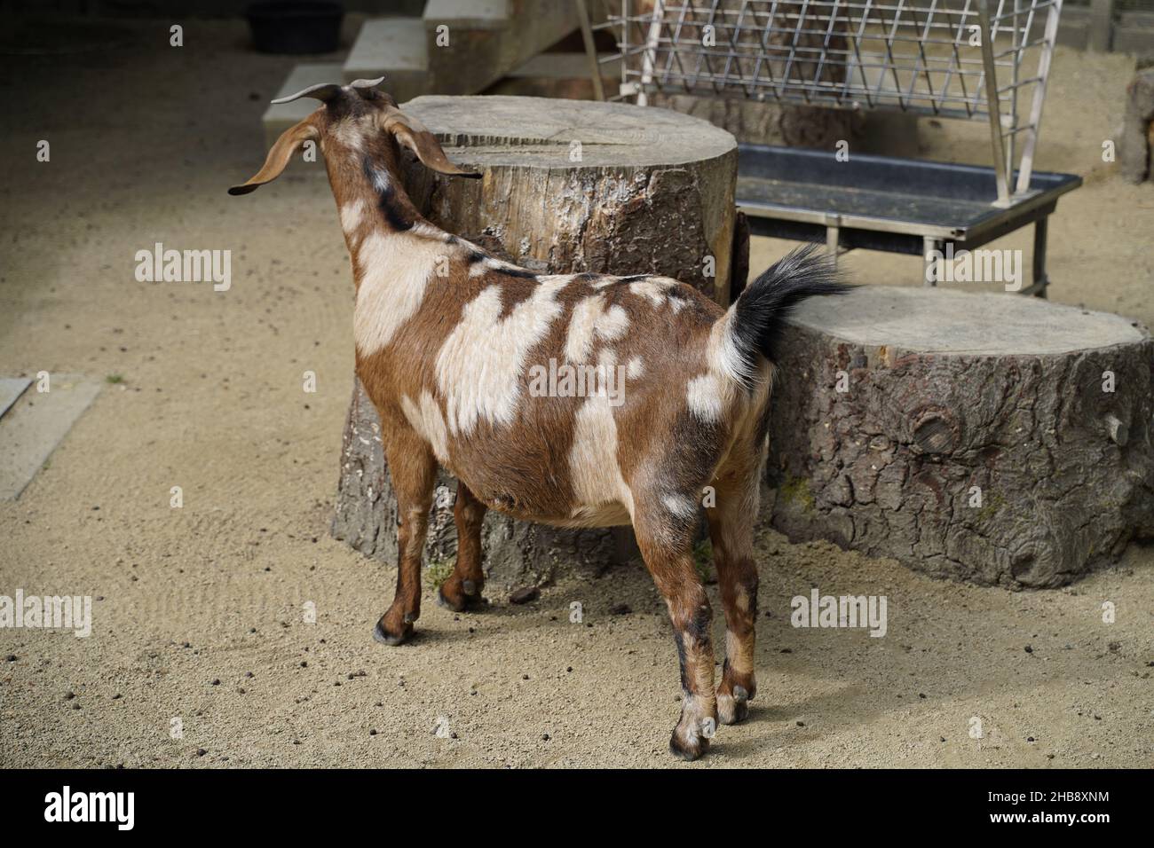 Back view of a goat standing near the logs Stock Photo - Alamy
