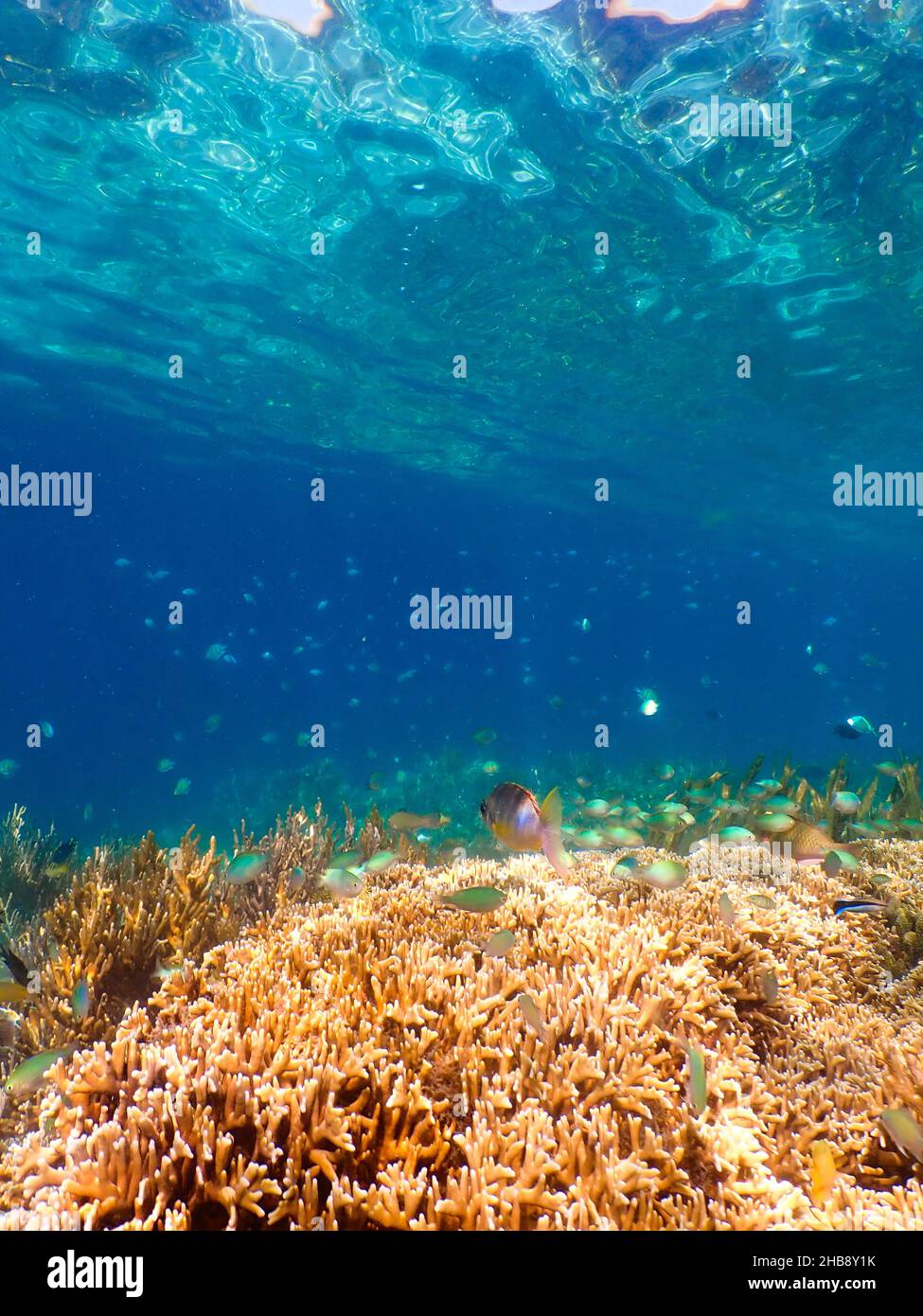 Beautiful vertical shot of coral reefs and swimming colorful fish ...