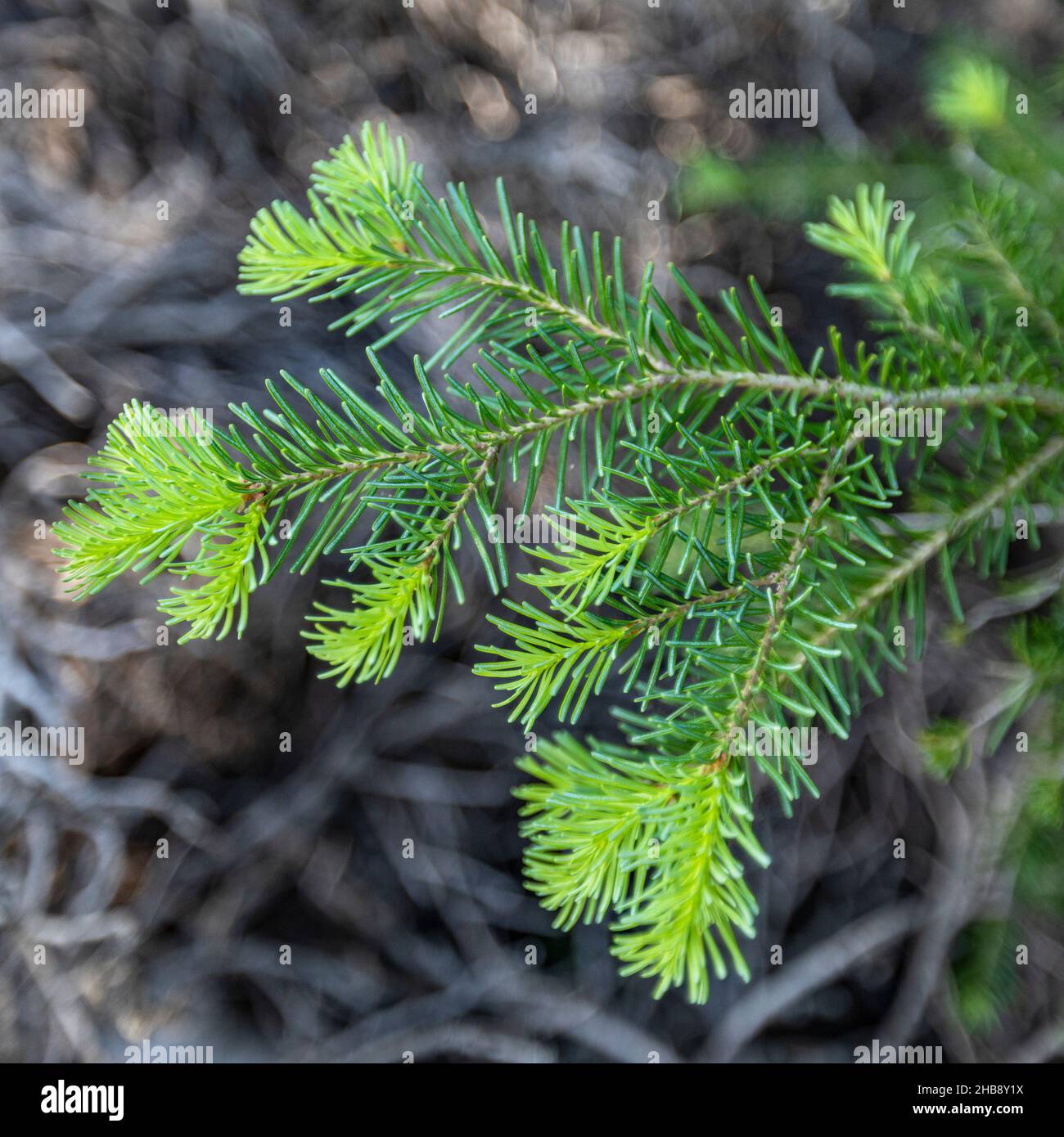 Close-up of coniferous branch Stock Photo - Alamy