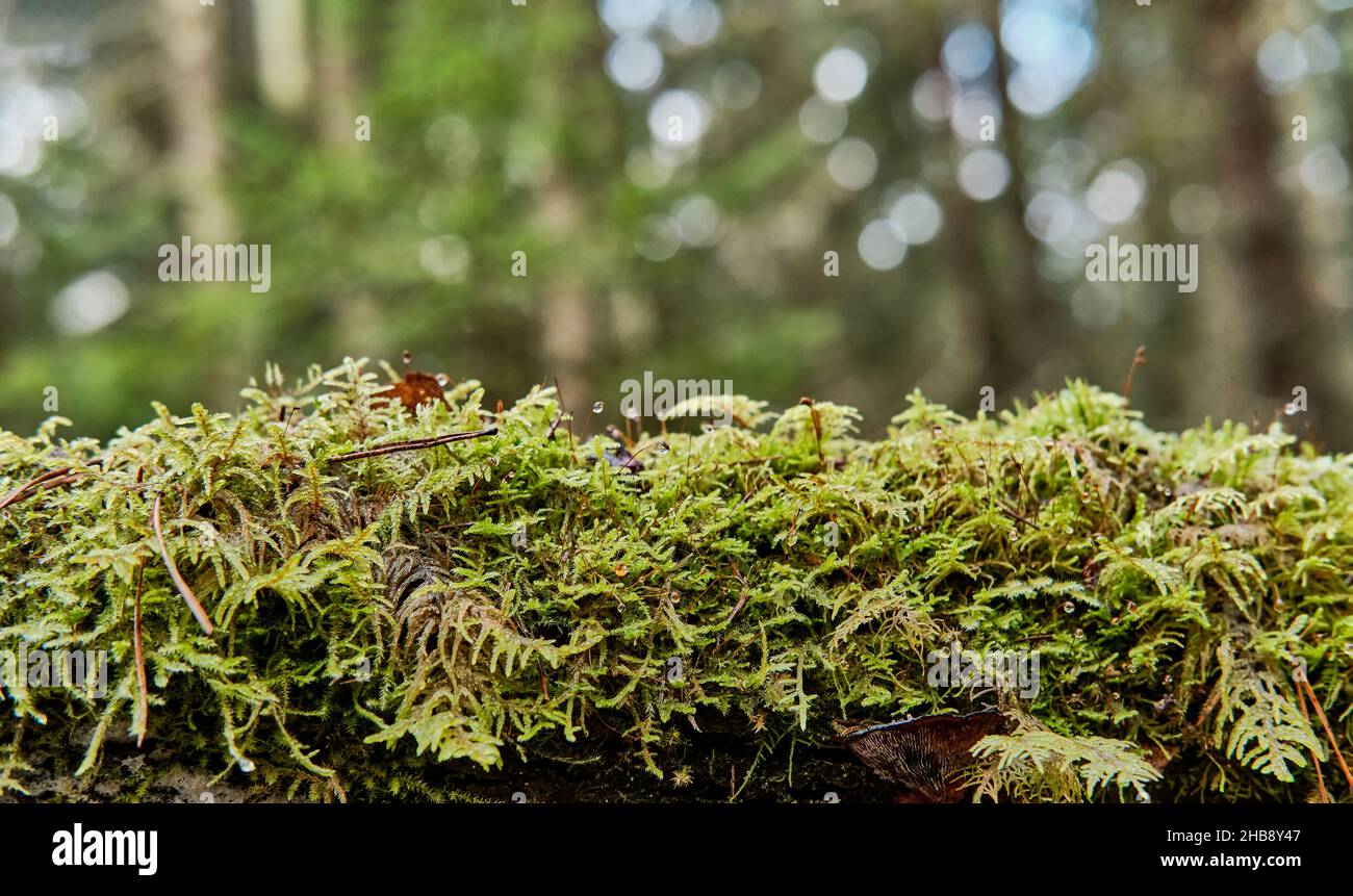Natural forest moss grown on fallen tree, with water droplets, little ...