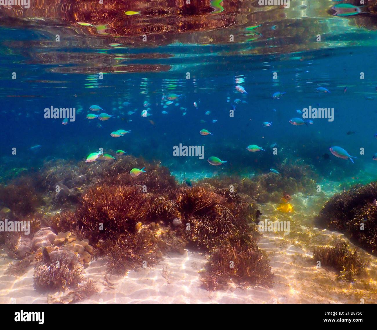 Beautiful view of coral reefs and swimming colorful fish underwater in ...