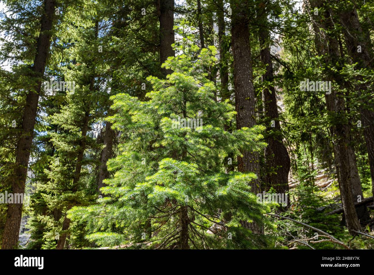 Stanley green hi-res stock photography and images - Alamy