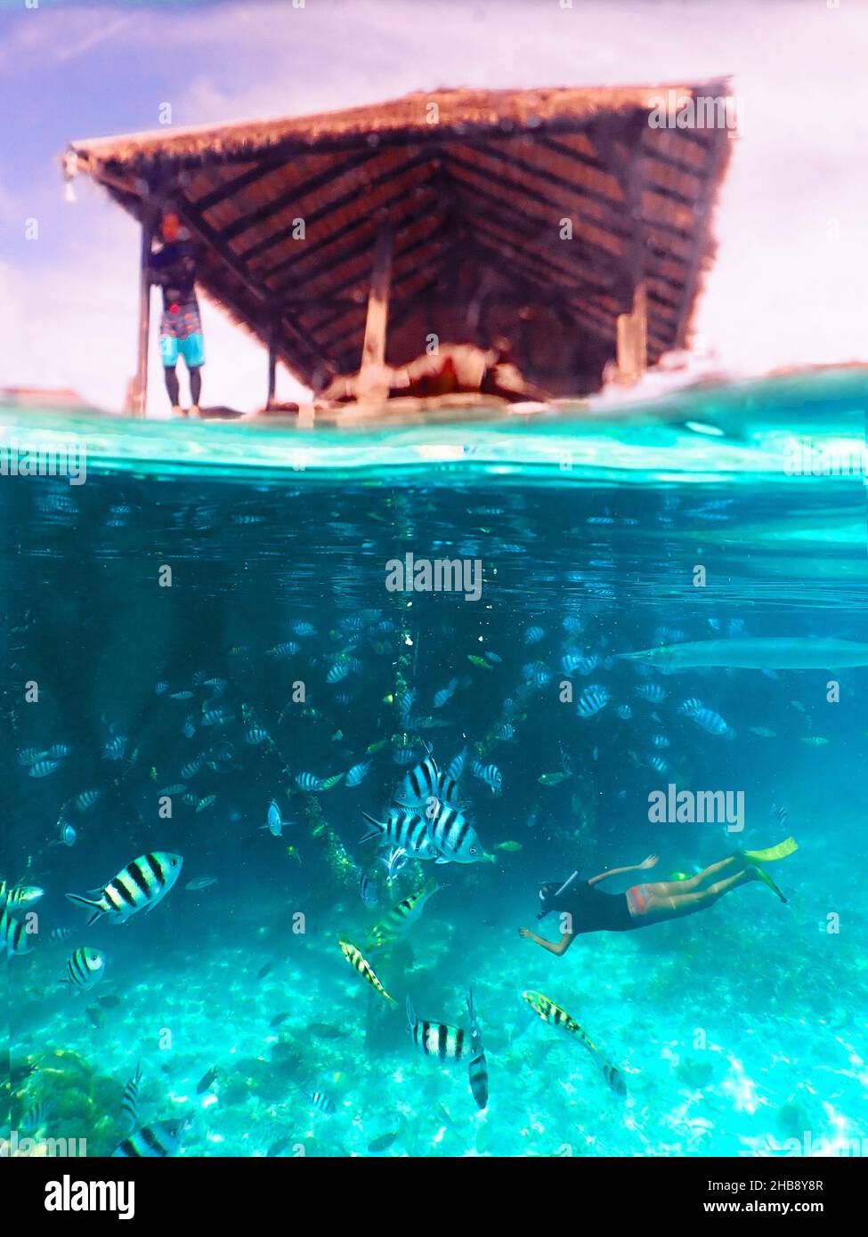 Vertical shot of a female diver swimming underwater with colorful fish ...