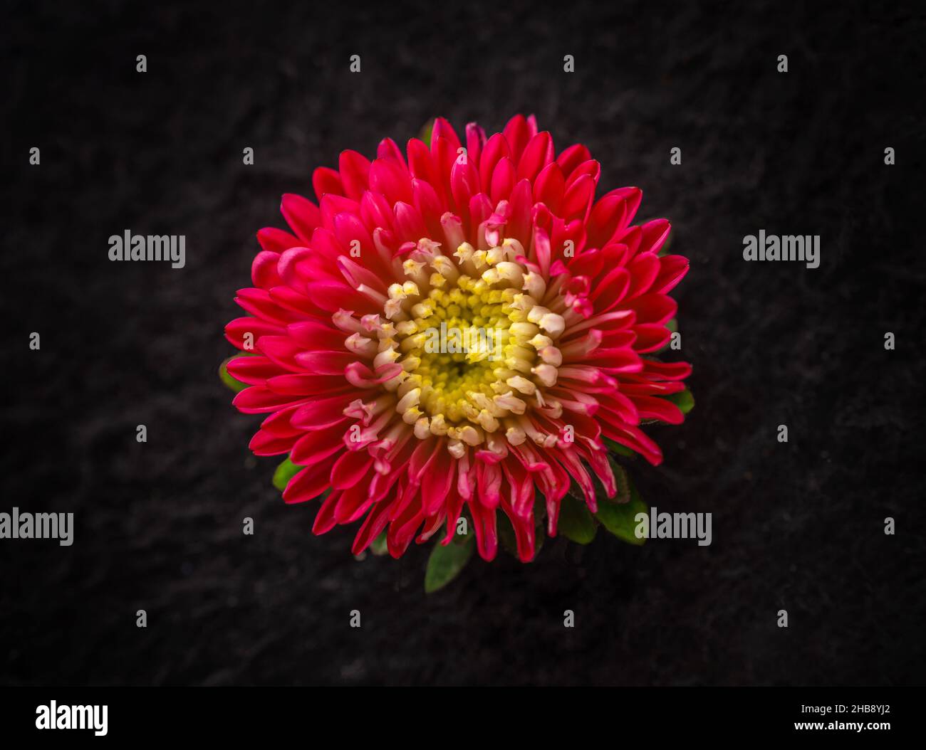 Studio shot of flower on a black background. Closeup. Nature Stock ...