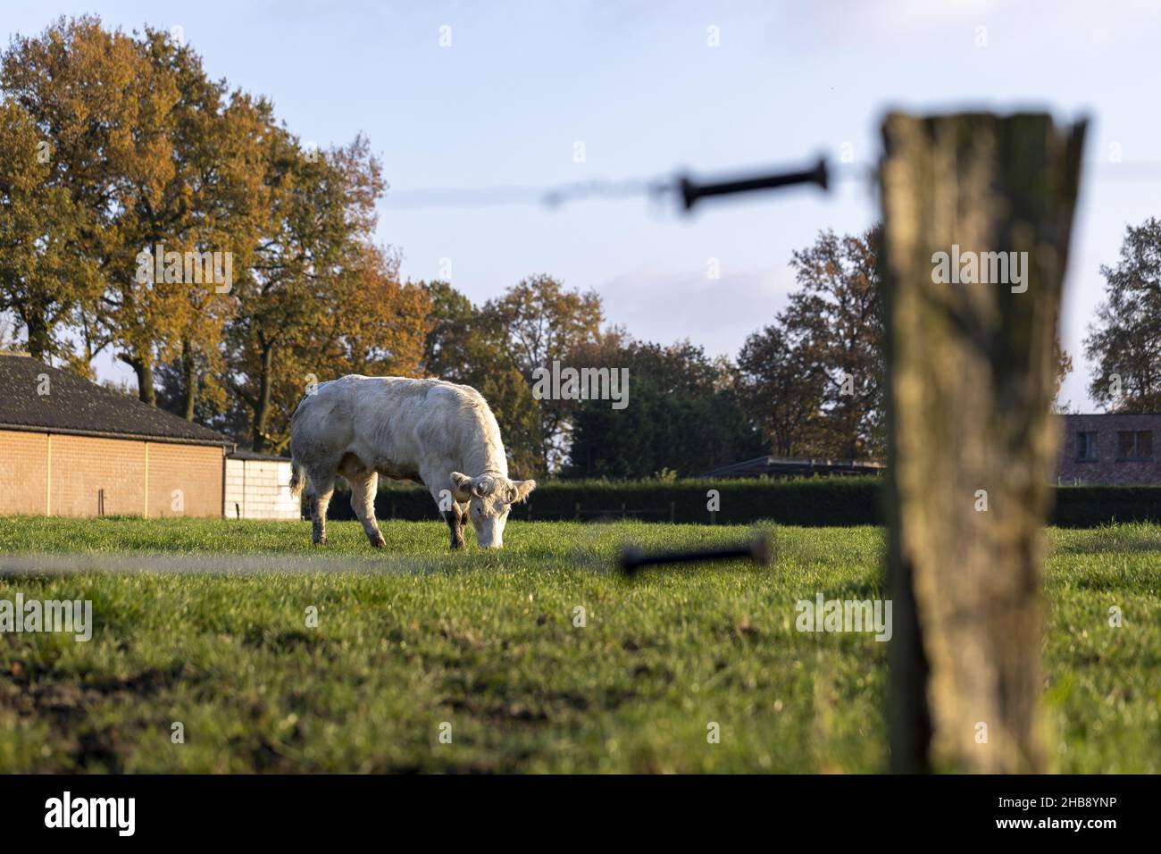 White bull grazing in a grass field Stock Photo - Alamy
