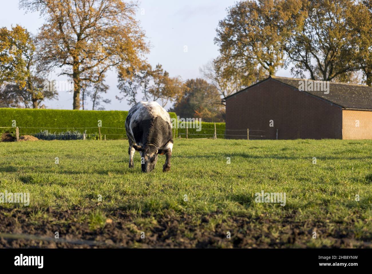White and brown bull grazing in a grass field Stock Photo - Alamy