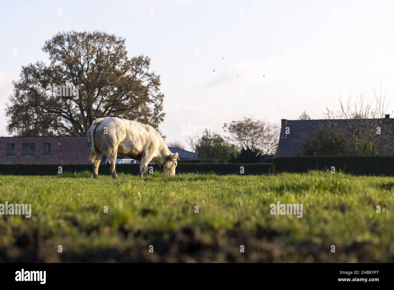 White bull grazing in a grass field Stock Photo - Alamy