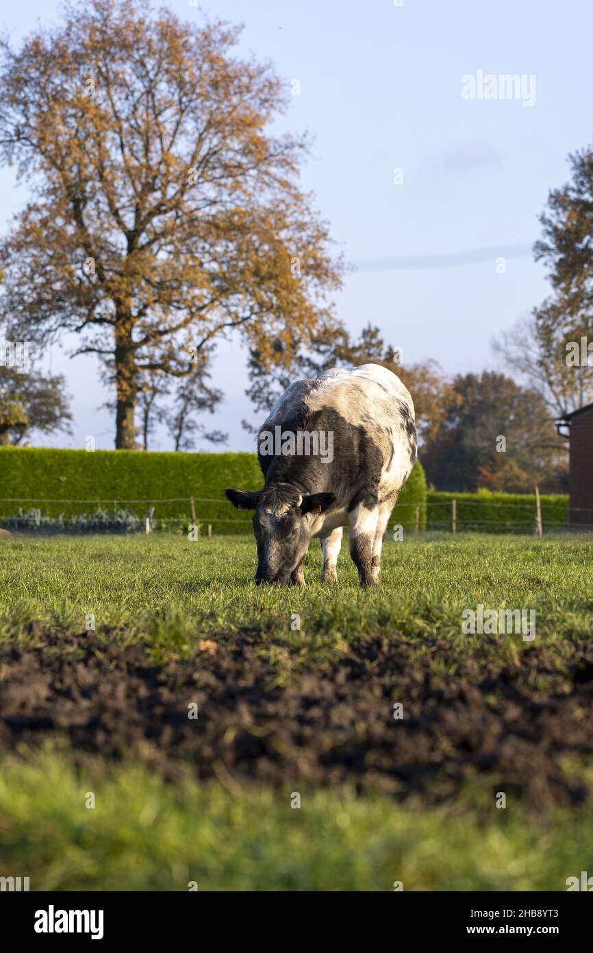Vertical shot brown bull hi-res stock photography and images - Alamy