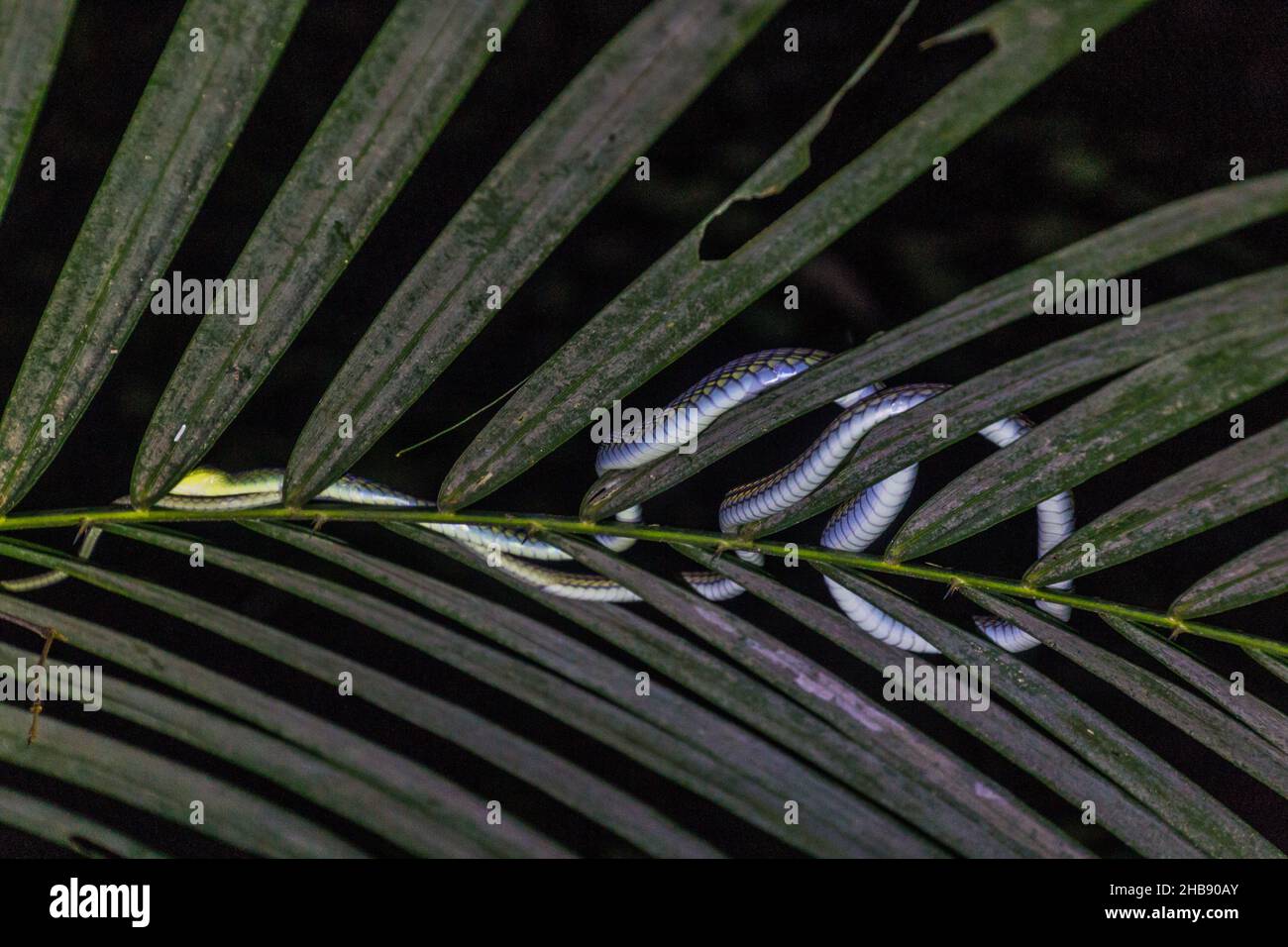 Snake on a leaf in Taman Negara national park, Malaysia Stock Photo - Alamy