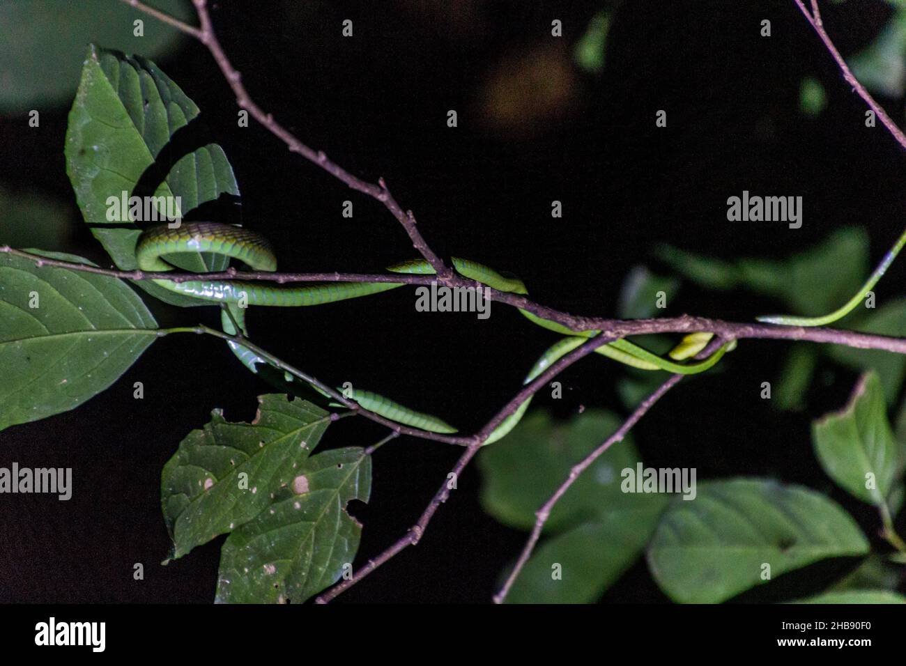 Snake on a leaf hi-res stock photography and images - Alamy